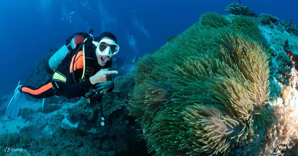 兴仁潜水 Fun Dive 休闲潜水・padi潜水员课程 Klook客路